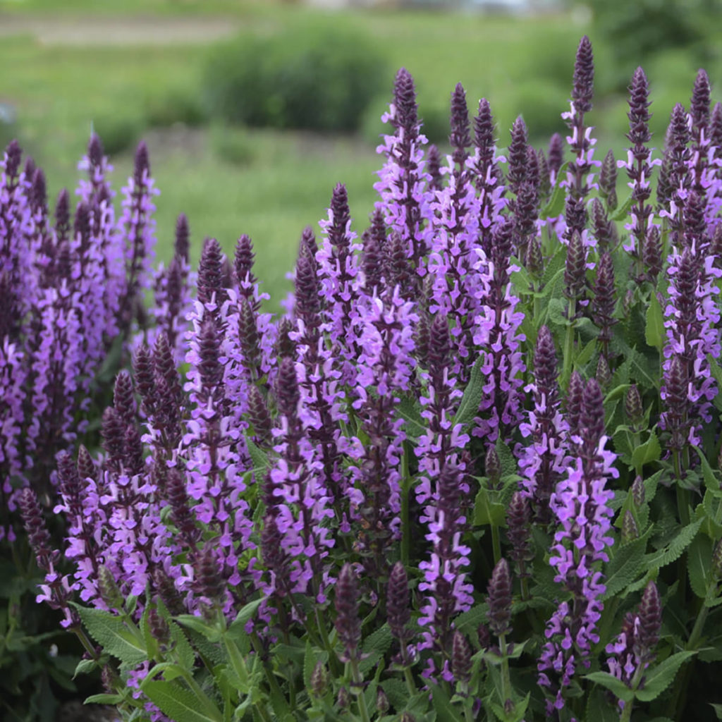 'Pink Profusion' Salvia - Order Online