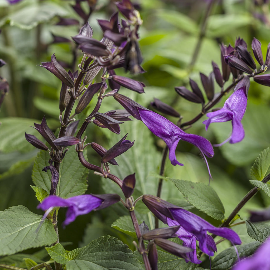 ROCKIN'® Deep Purple Salvias – Garden Crossings