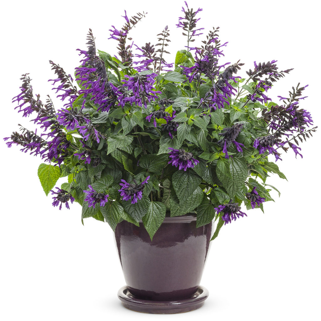 ROCKIN'® Deep Purple Salvias – Garden Crossings