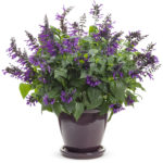 ROCKIN'® Deep Purple Salvias – Garden Crossings