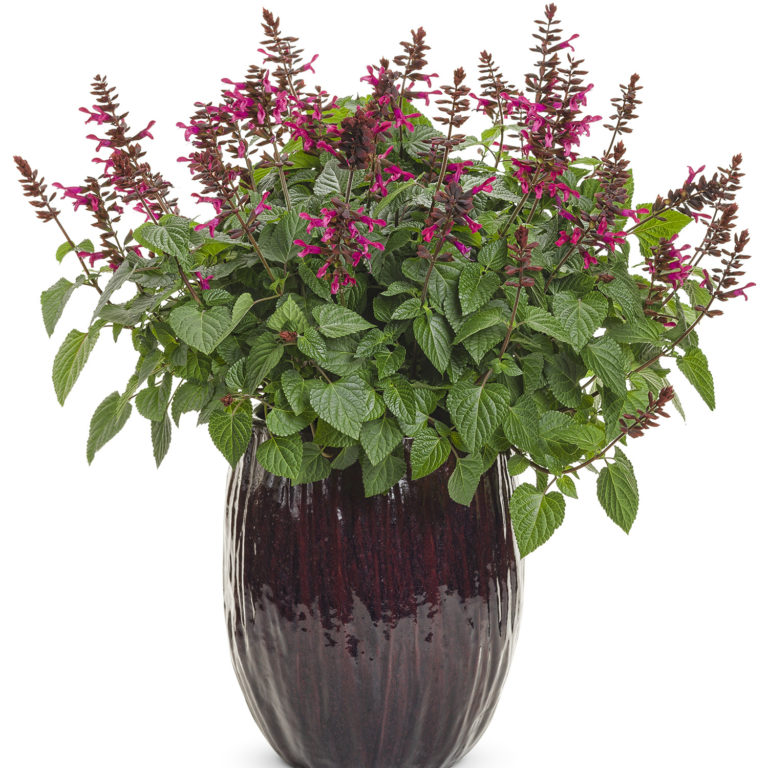 Salvia ROCKIN'® Fuchsia – Garden Crossings