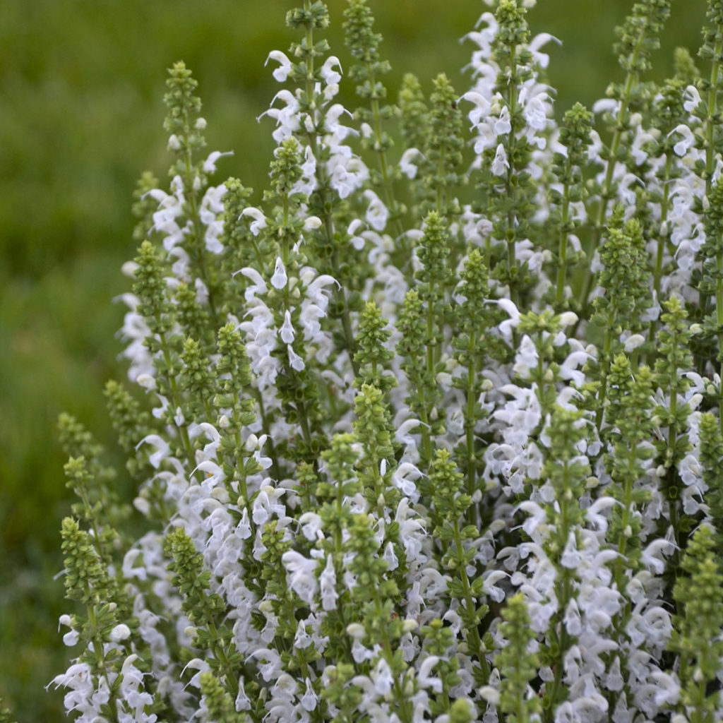Salvia 'White Profusion'