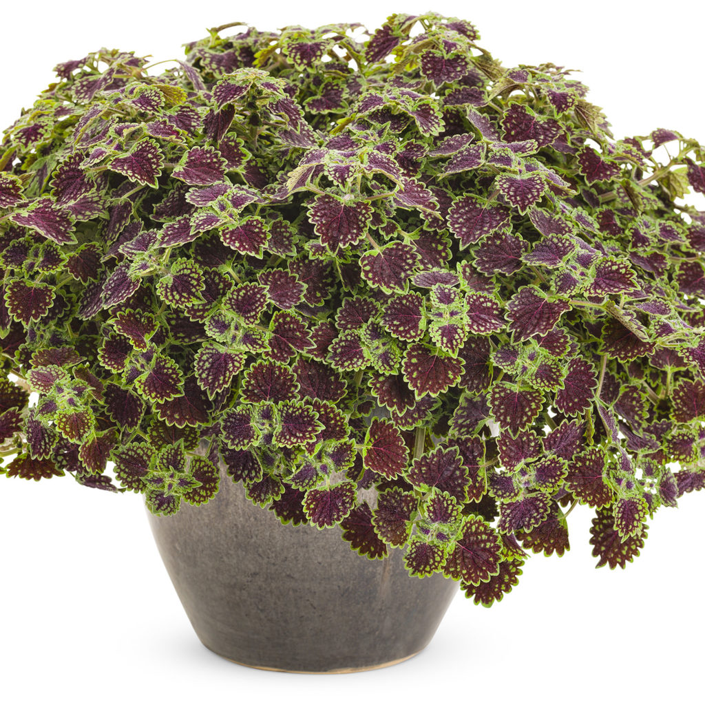 COLORBLAZE® Chocolate Drop Coleus - Garden Crossings