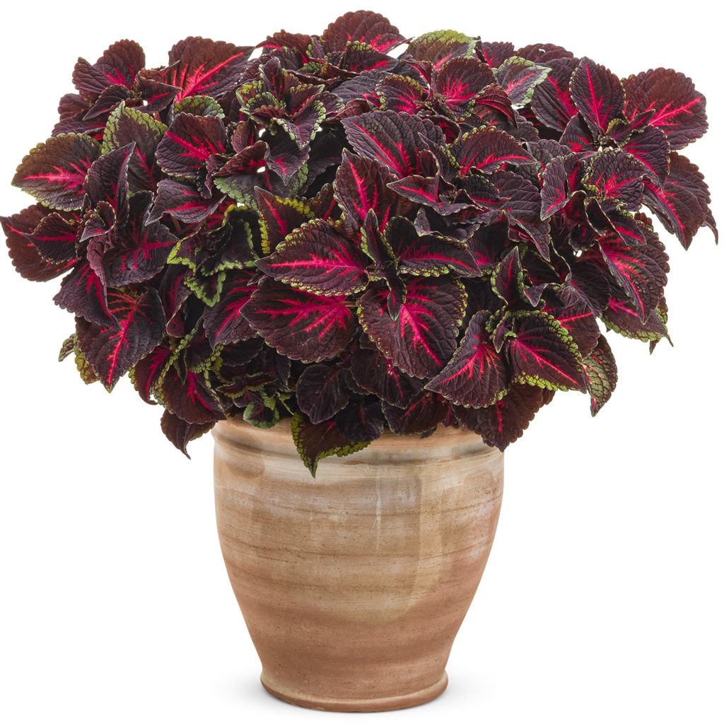 COLORBLAZE® TORCHLIGHT™ Coleus - Order Online