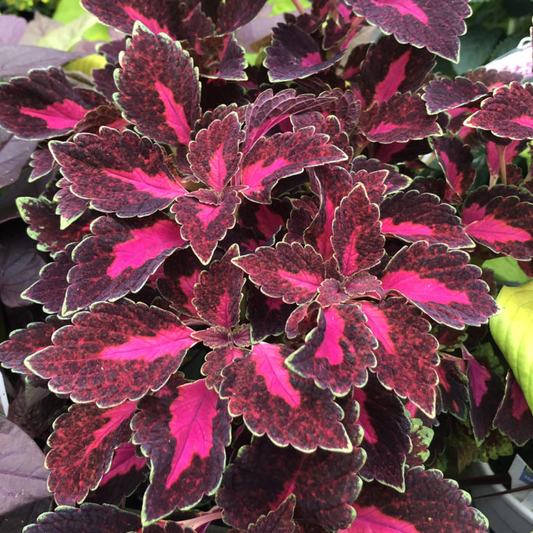 COLORBLAZE® VELVETEEN® Coleus - Order Online