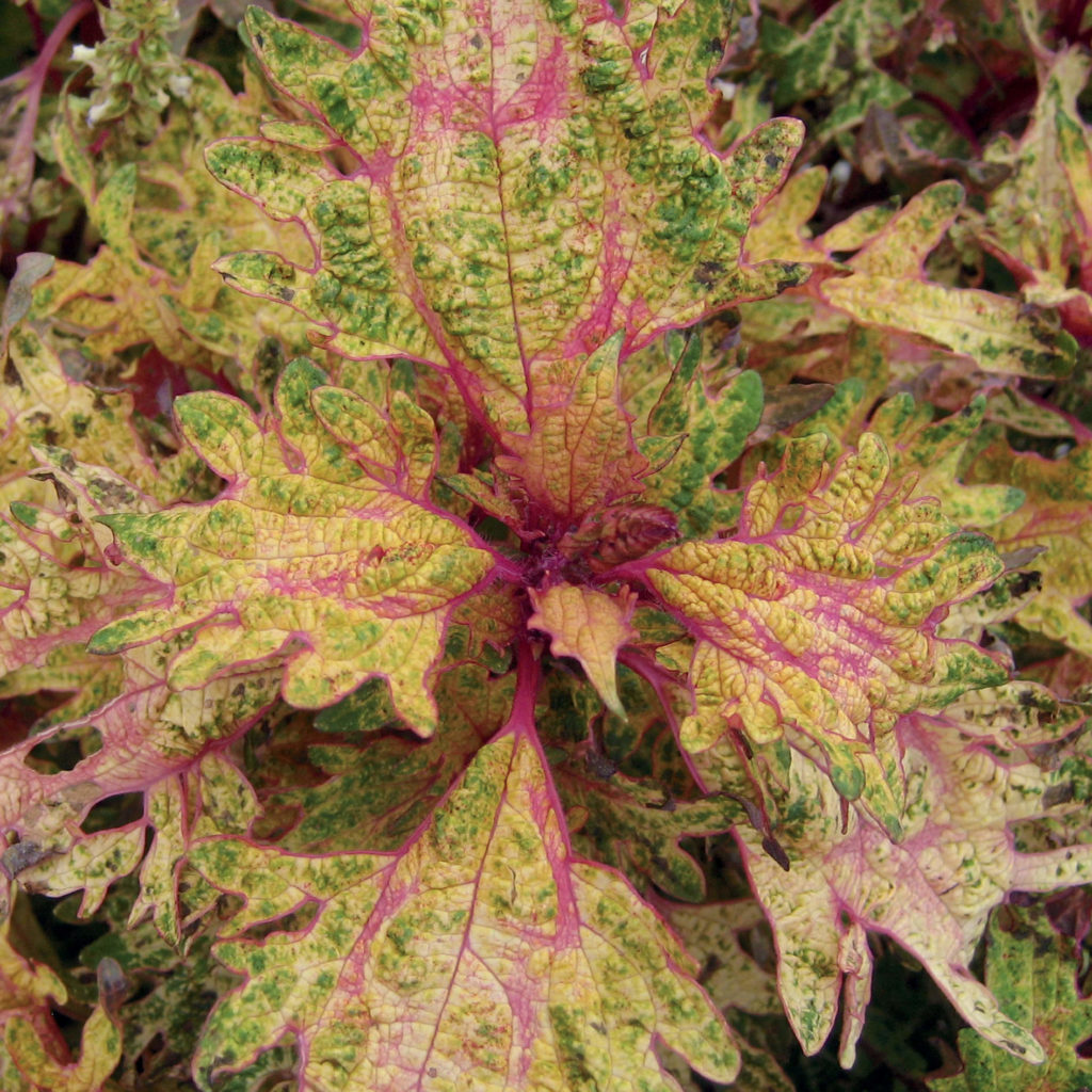 Coleus Fishnet Stockings - Order Online