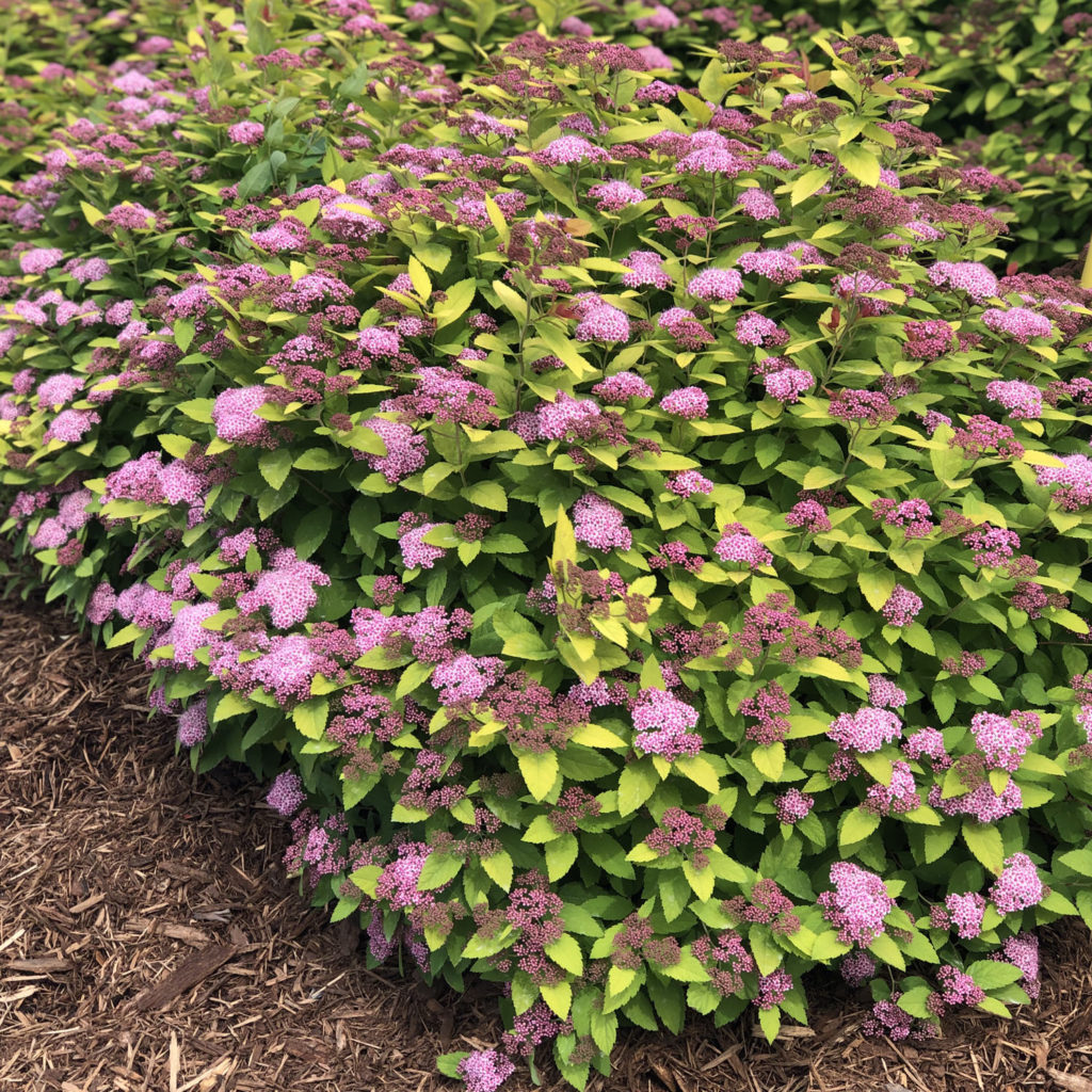 DOUBLE PLAY® Gold Spirea - Order Online