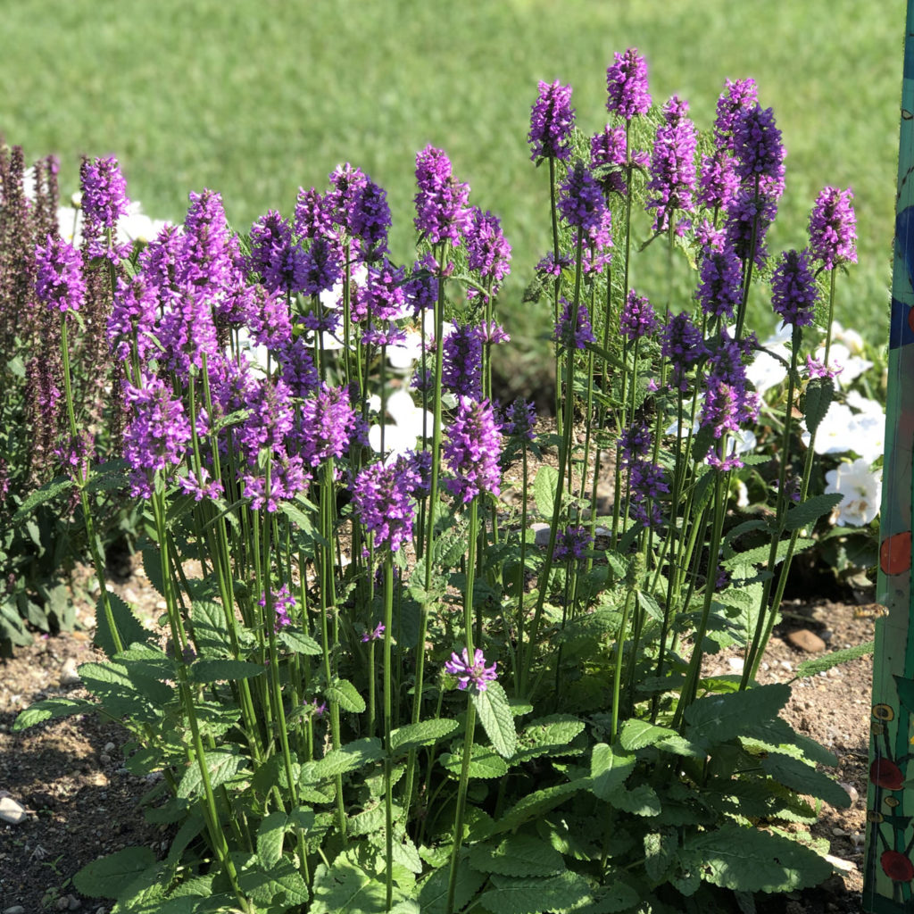Stachys Hummelo - Order Lambs Ear Perennials Online