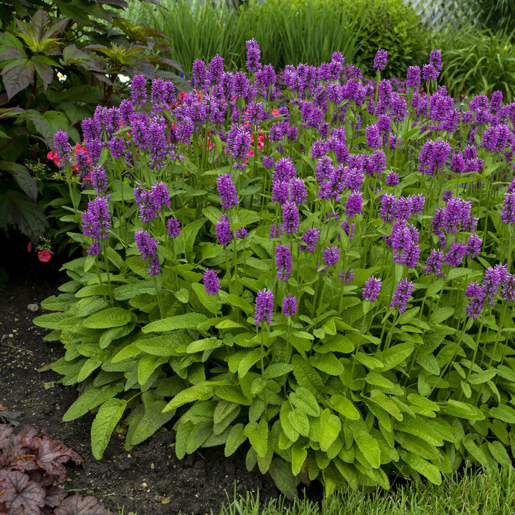 Stachys Hummelo - Order Lambs Ear Perennials Online