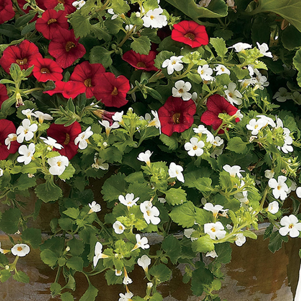 SNOWSTORM® GIANT SNOWFLAKE® Bacopa - Order Online