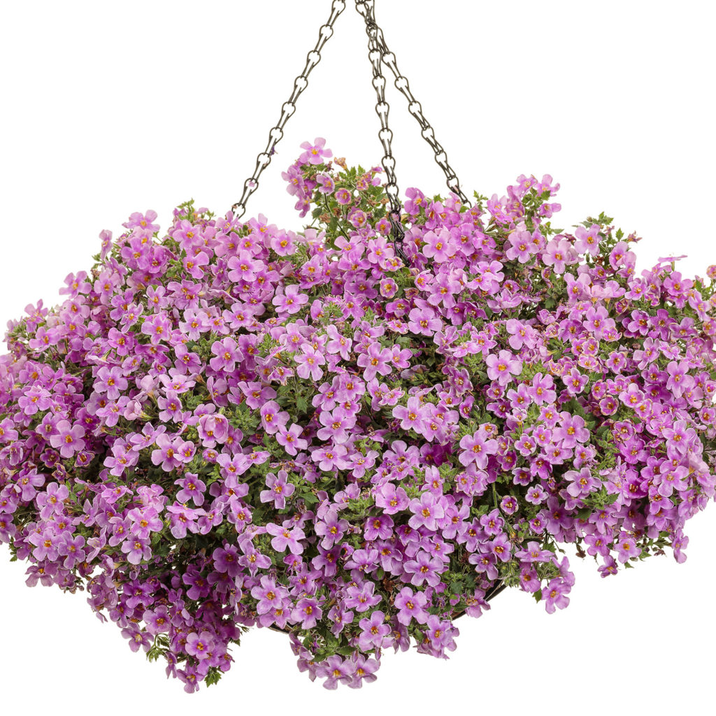 Sutera SNOWSTORM Pink - Buy Bacopa Annuals Online