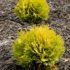 ANNA'S MAGIC BALL® Thuja: Compact Gold Foliage