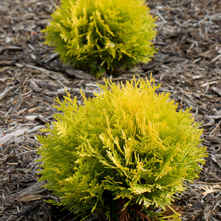 ANNA'S MAGIC BALL® Thuja: Compact Gold Foliage