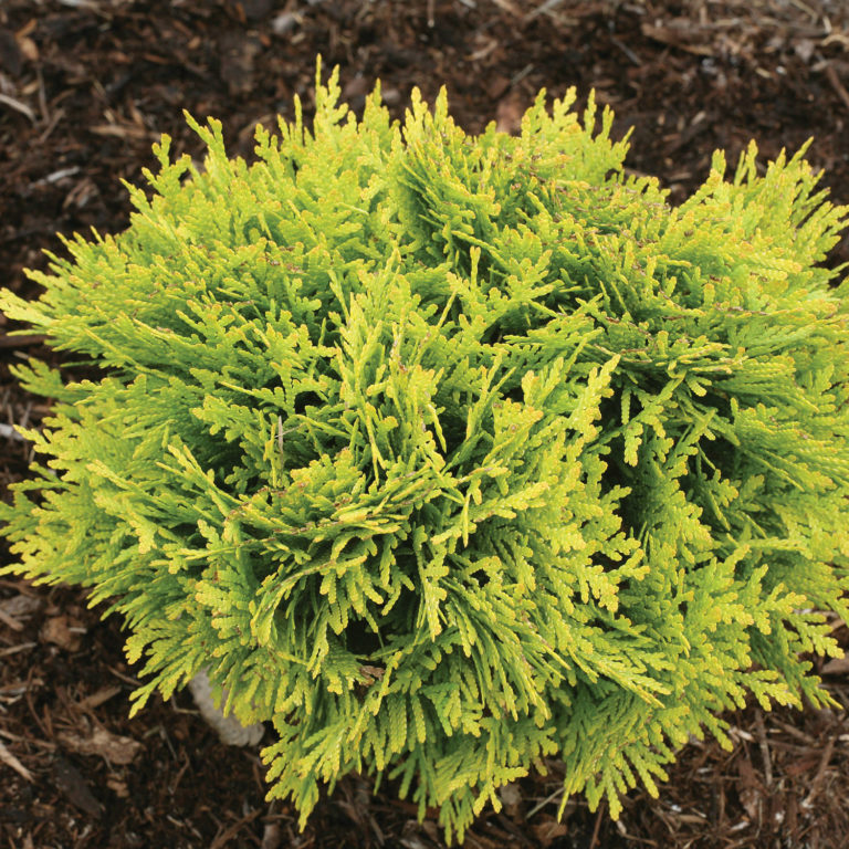 ANNA'S MAGIC BALL® Thuja: Compact Gold Foliage