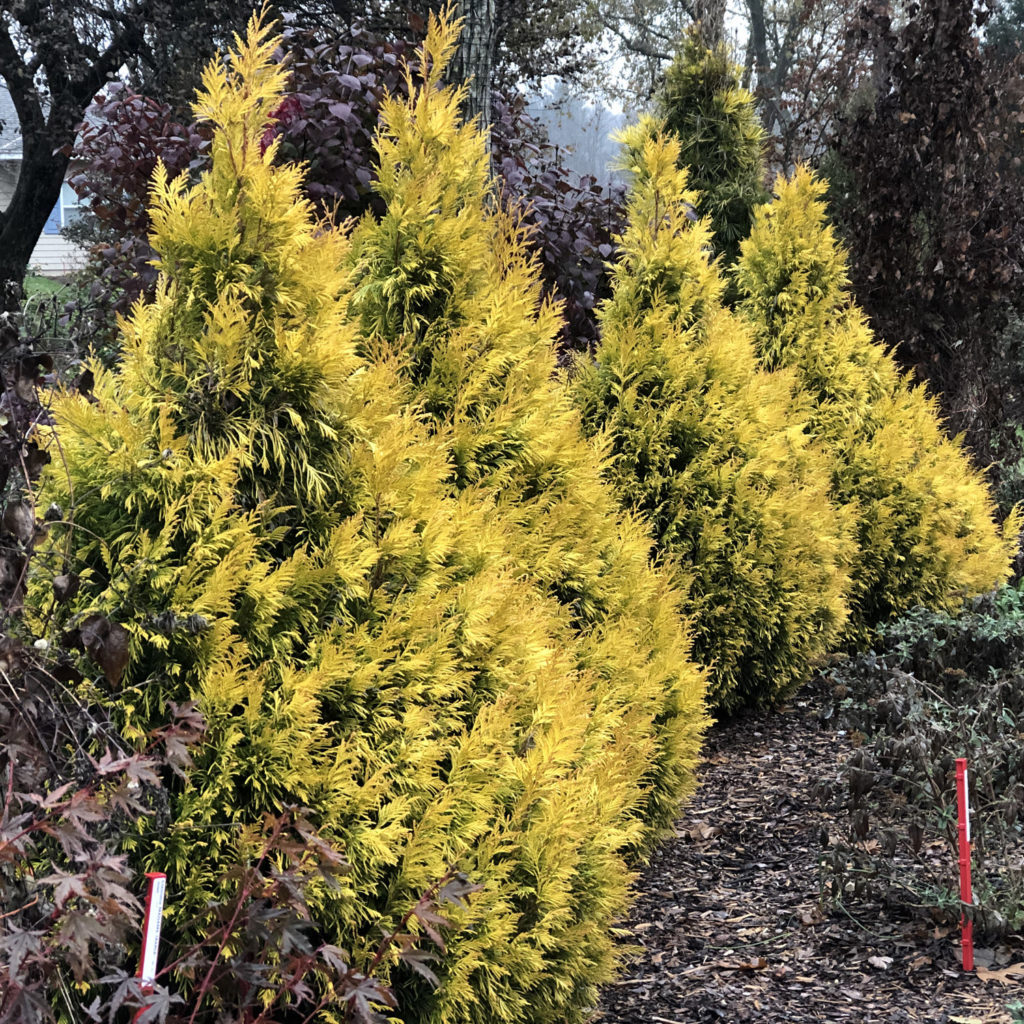 FLUFFY® Thuja: Fast-Growing Columnar Evergreen