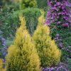 FLUFFY® Thuja: Fast-Growing Columnar Evergreen