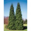 SPRING GROVE® Arborvitae - Order Online