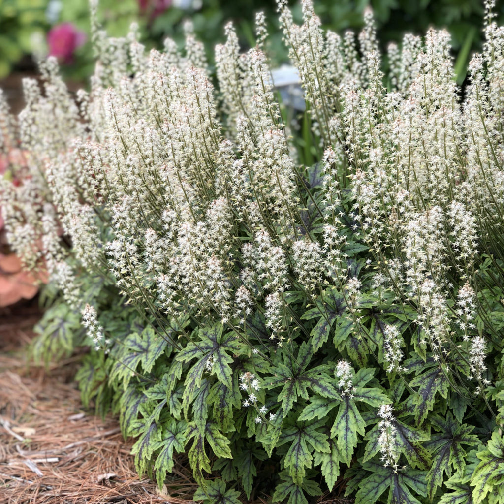 Tiarella 'Cutting Edge'