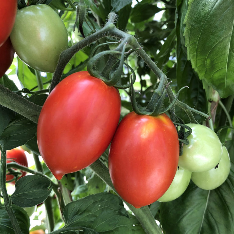 TEMPTING TOMATOES® 'Garden Gem' Tomato