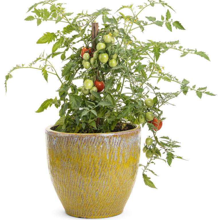 TEMPTING TOMATOES® 'Garden Gem' Tomato