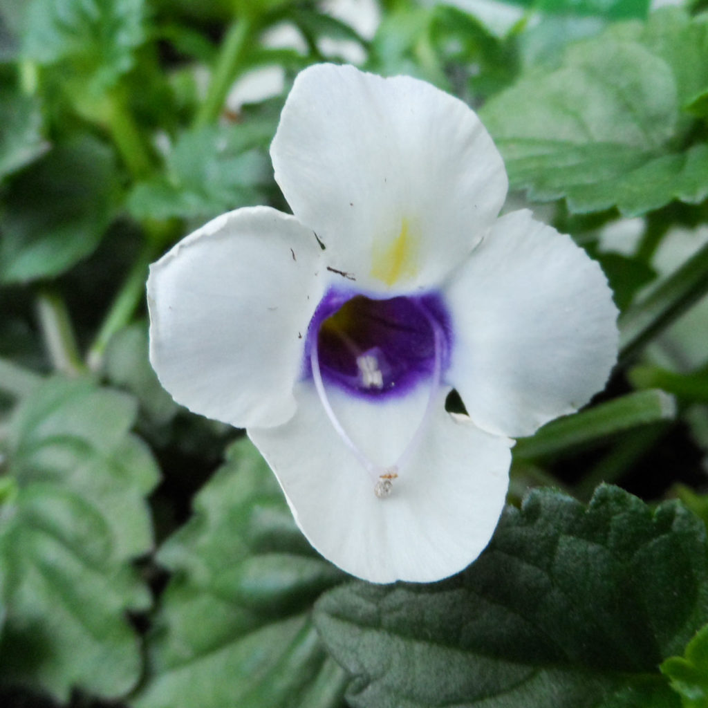 Order Wishbone Flower Annuals Online