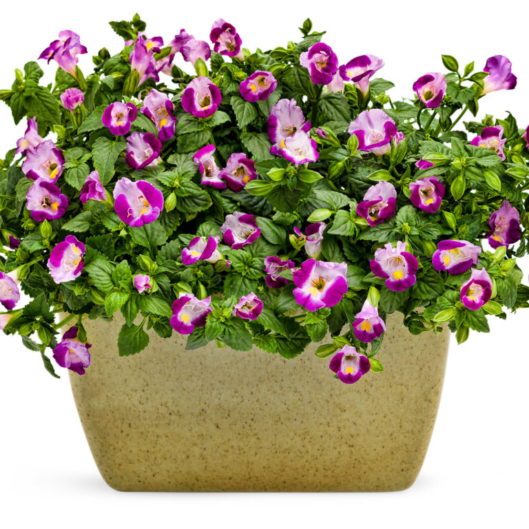 Torenia CATALINA® Pink - Order Wishbone Flower Online