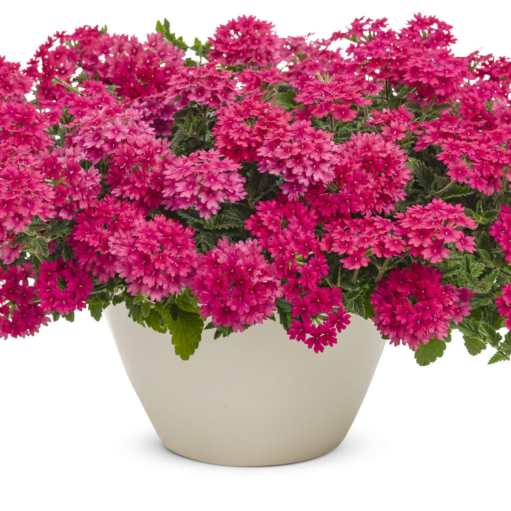 SUPERBENA® 'Raspberry' Verbena