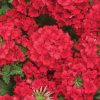 SUPERBENA® 'Red' Verbena – Order Online
