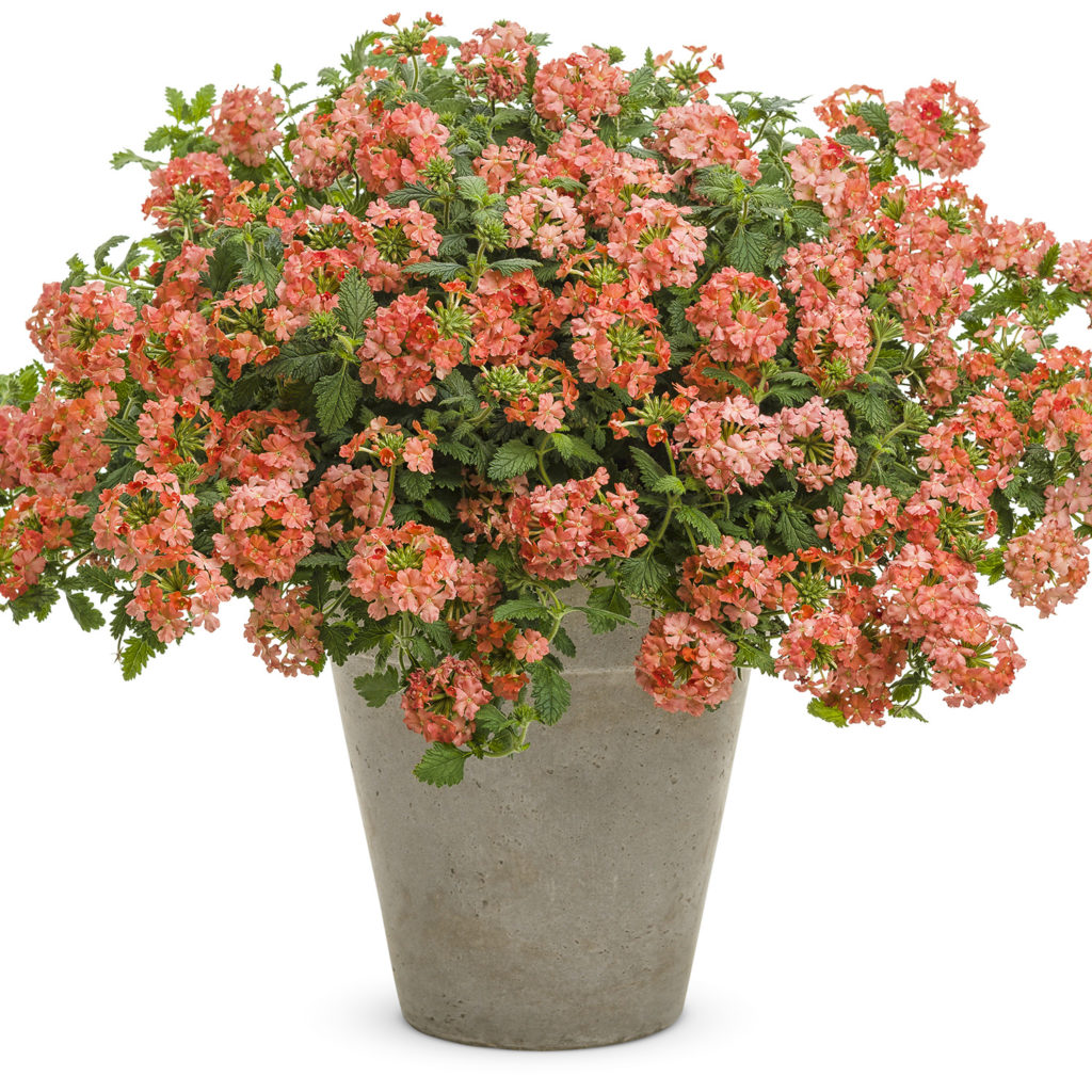 SUPERBENA ROYALE® Peachy Keen Verbena - Order Online