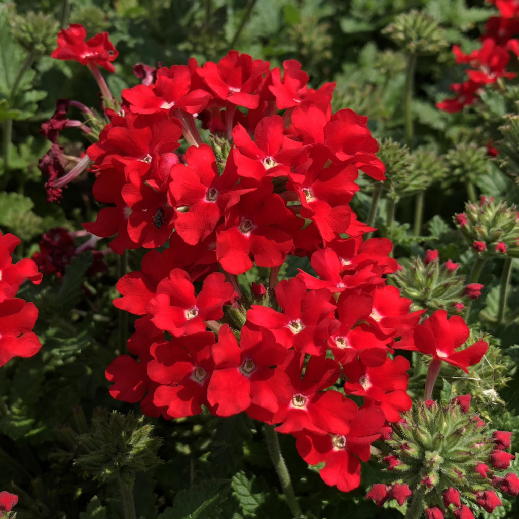 SUPERBENA® 'Scarlet Star' Verbena