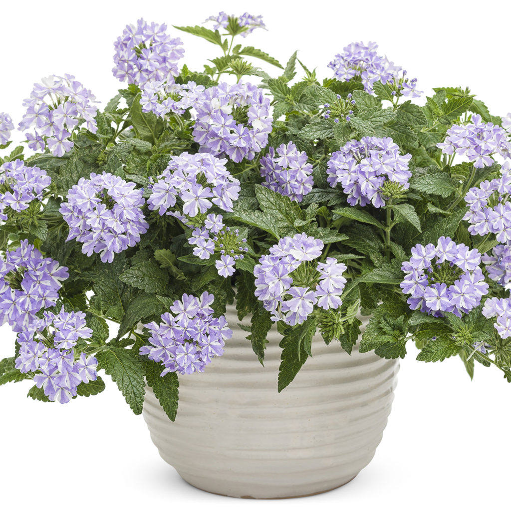 SUPERBENA® Stormburst Verbena
