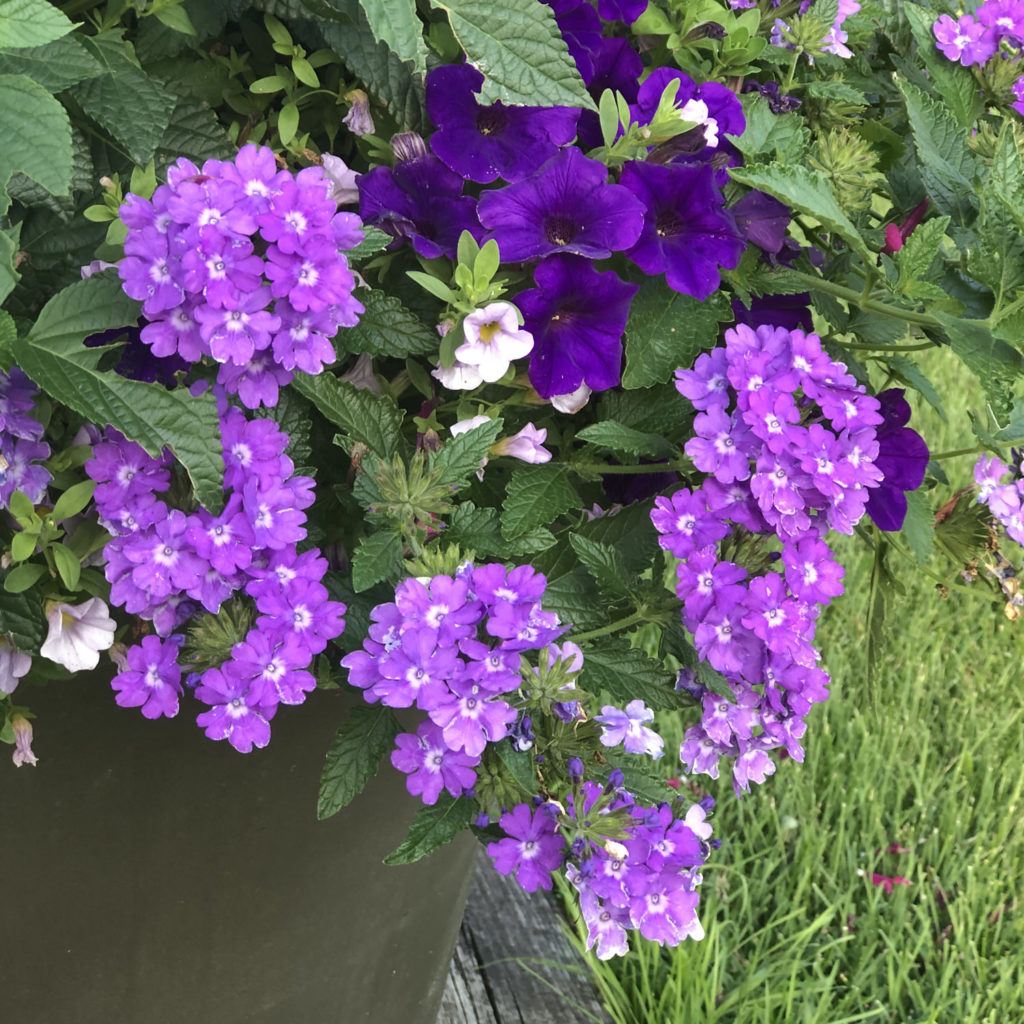 SUPERBENA® Violet Ice Verbena - Garden Crossings