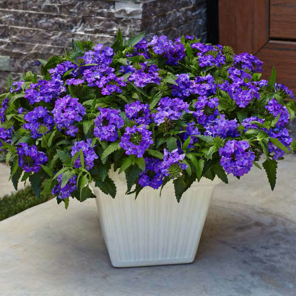 SUPERBENA® Violet Ice Verbena - Garden Crossings