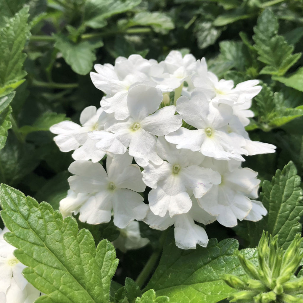 SUPERBENA® WHITEOUT™ Verbena