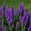 MAGIC SHOW® 'Purple Illusion' Veronica