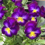 Viola Halo Violet - Order Online