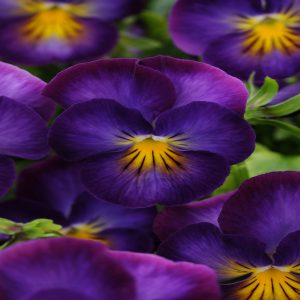 Viola Halo Violet - Order Online