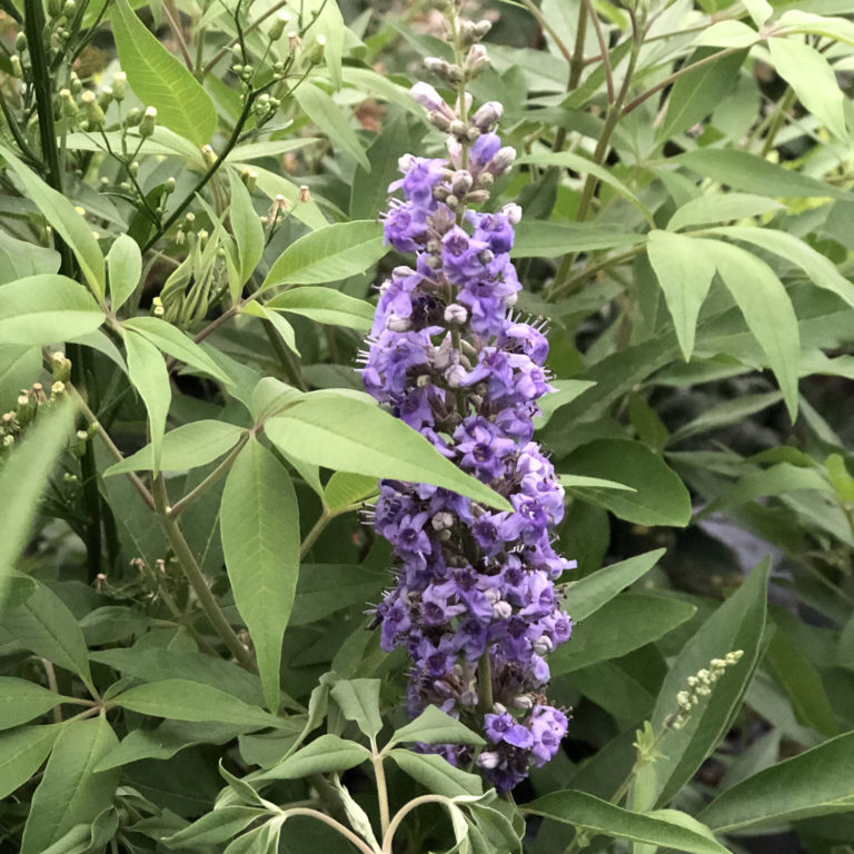 Vitex BLUE DIDDLEY - Buy Chaste Tree Shrubs Online
