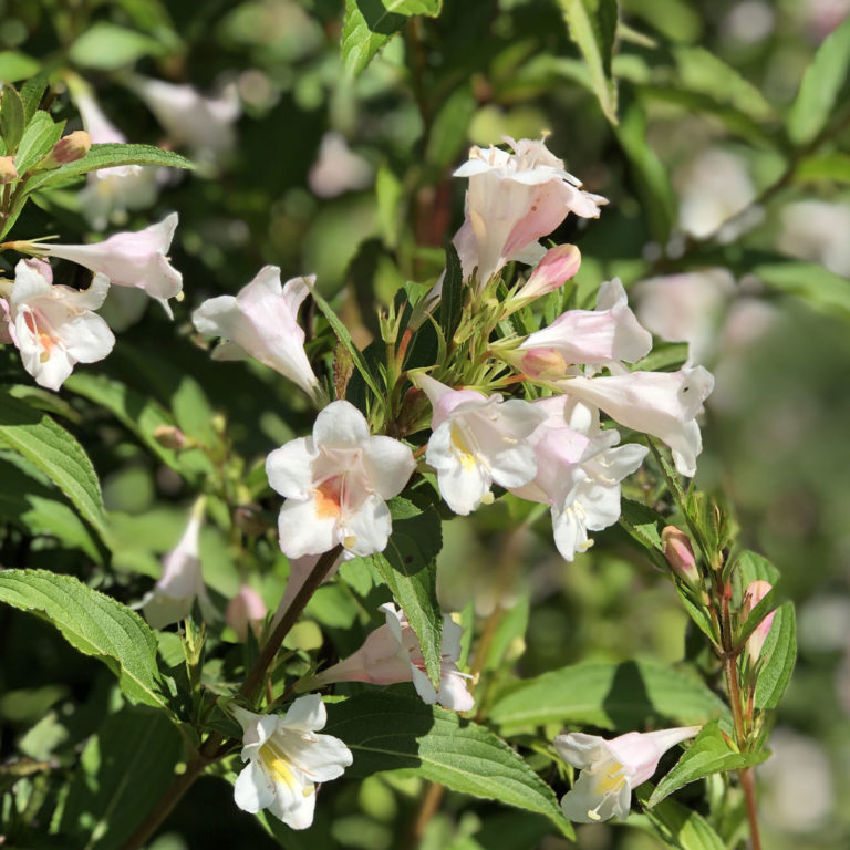 Weigela SONIC BLOOM Pearl - Buy Weigela Shrubs Online