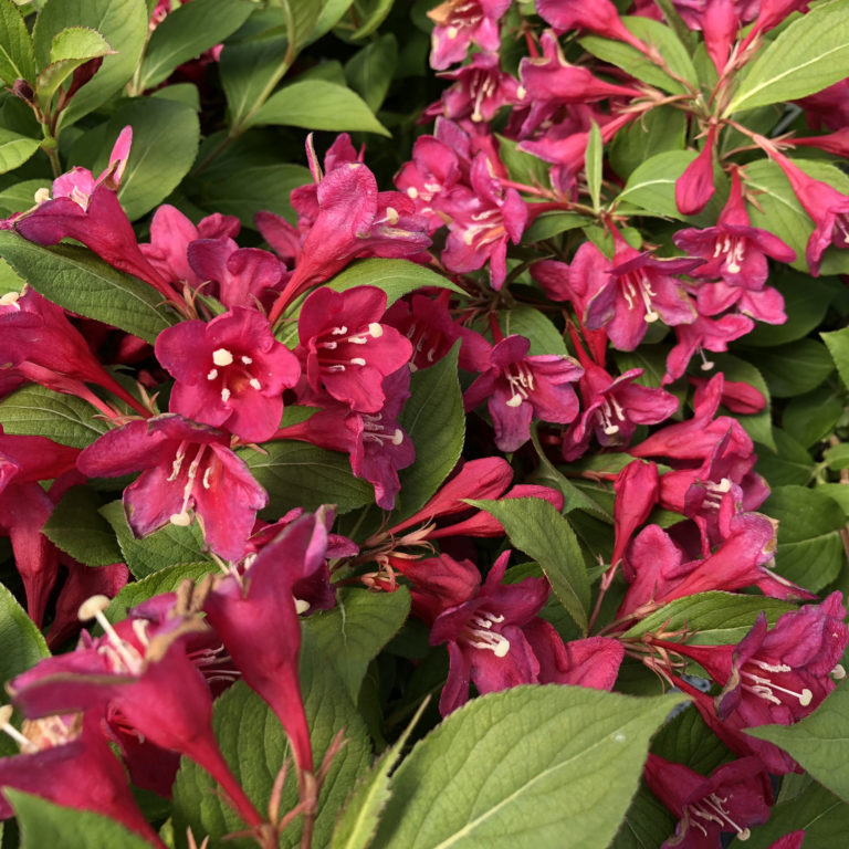 Weigela SONIC BLOOM® Pink - Order Online