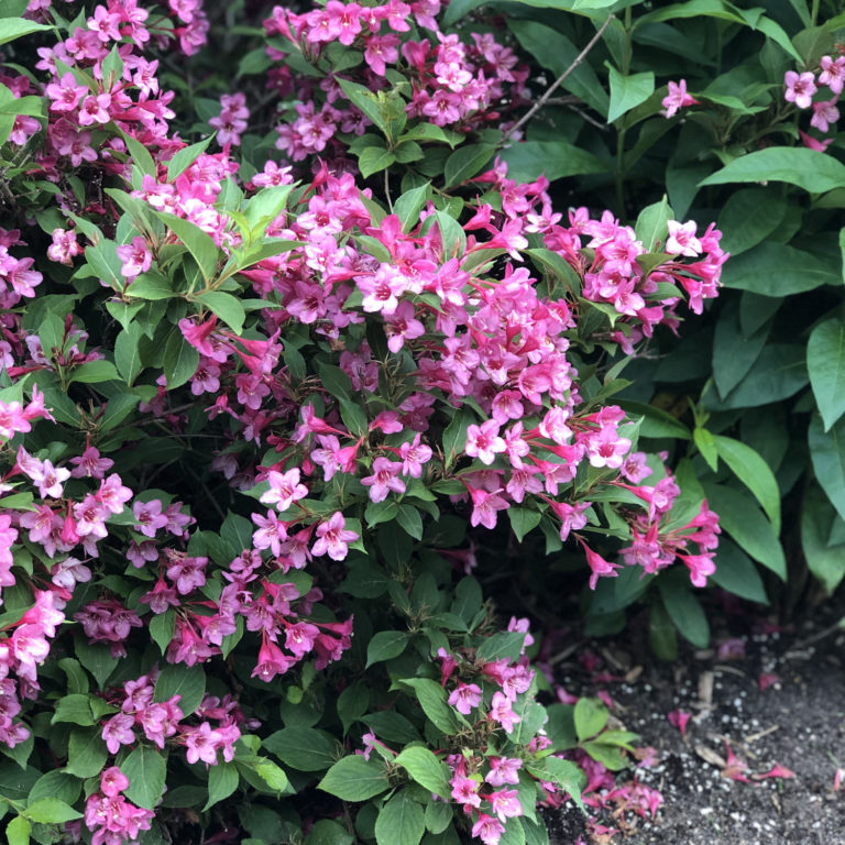 Weigela SONIC BLOOM® Pink - Order Online