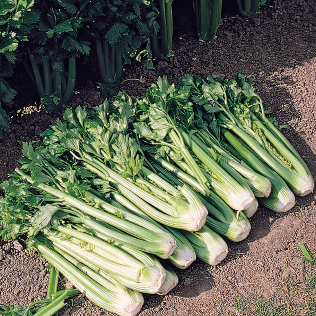 Vegetables Plants for Mail-Order from Garden Crossings