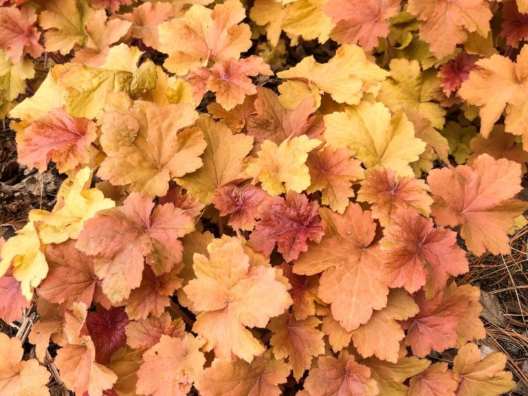 Heuchera Care - Planting, Growing & Cultural Information