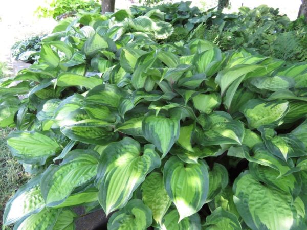Hosta Care - Planting, Growing & Cultural Information