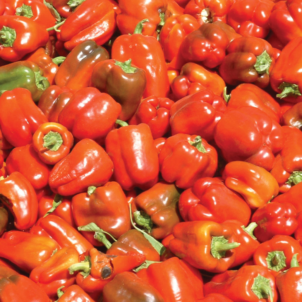 Pepper California Wonder - Buy Pepper - Sweet Belle Edibles Online