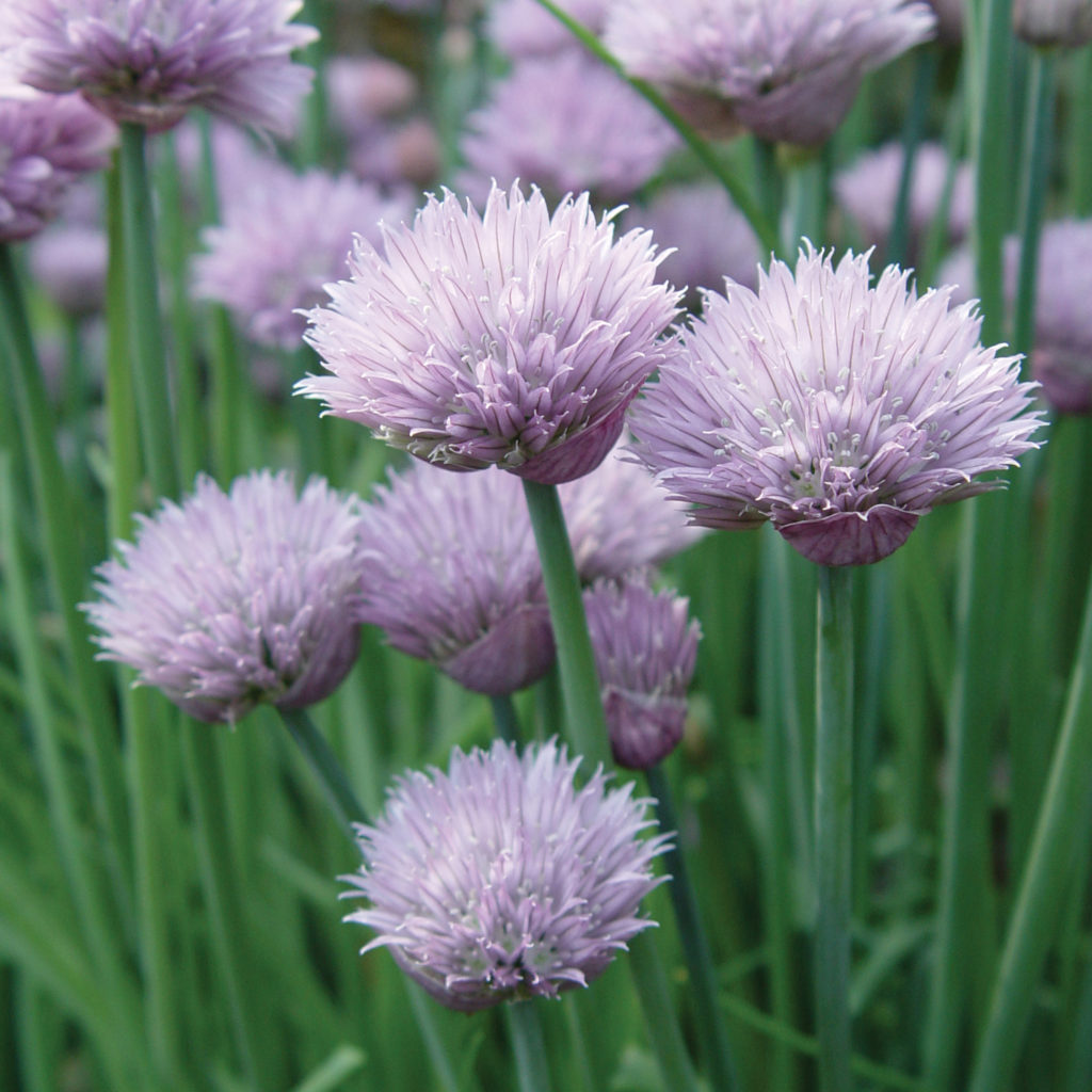 Chives Onion - Buy Chives Edibles Online