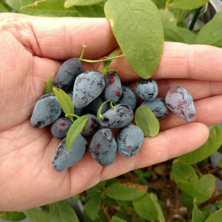 Lonicera YEZBERRY Maxie - Buy Haskap Edibles Online