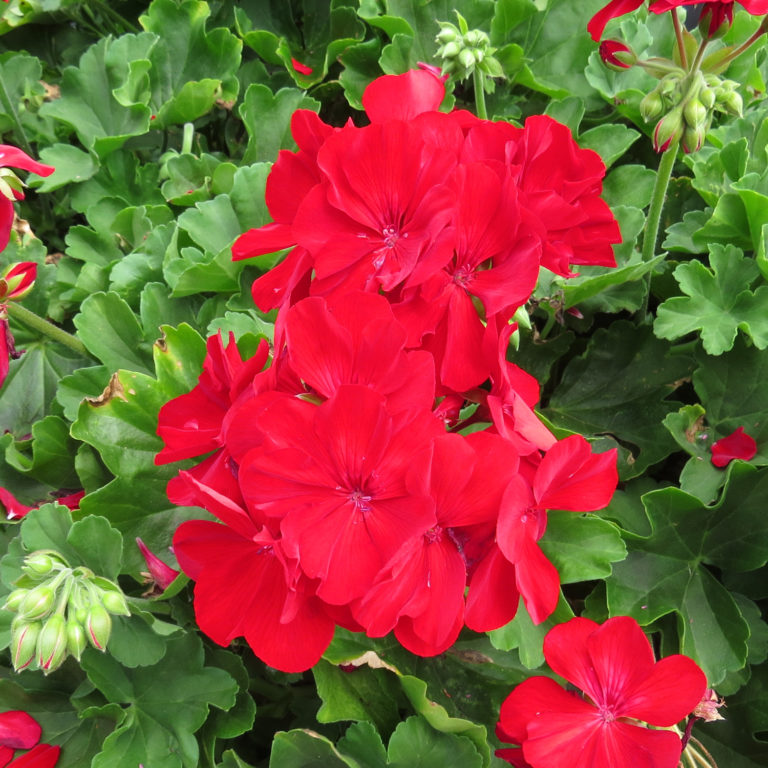 BOLDLY® Dark Red Geraniums - Order Online
