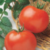 Tomato Rutgers - Buy Tomato - Heirloom Edibles Online