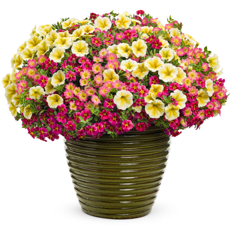 Order DIY Annual Combination Kits Combos Online